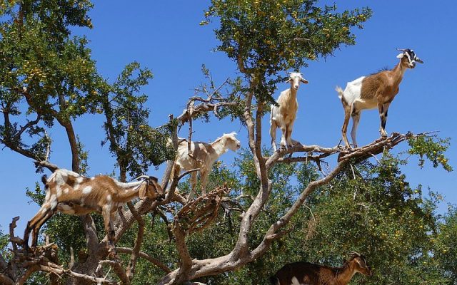 Moroccan Goats - Breed Profile - Goat Journal